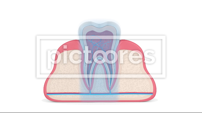 Tooth in gums with intraligamentary anesthesia procedure