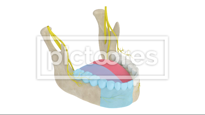 Mandibular arch with inferior alveolar nerve block