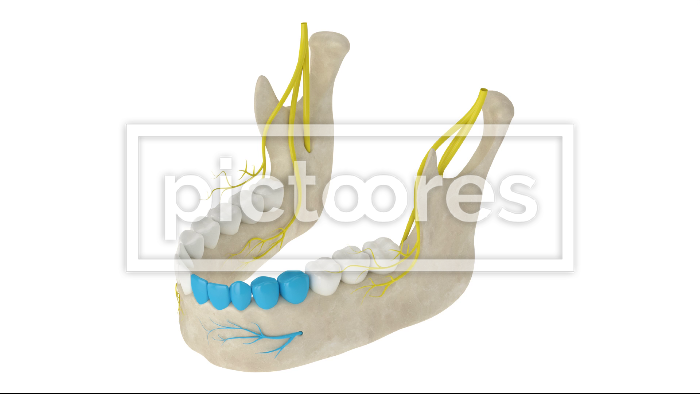 Mandibular arch with incisive nerve block