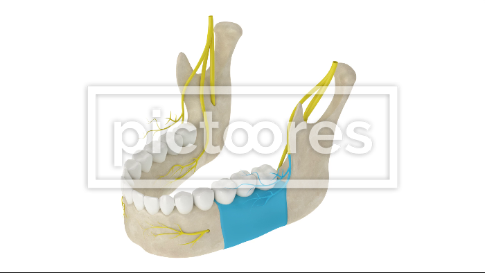 Mandibular arch with buccal nerve block