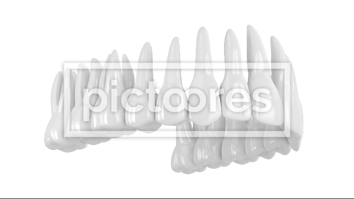 Human upper toothing 360 rotation