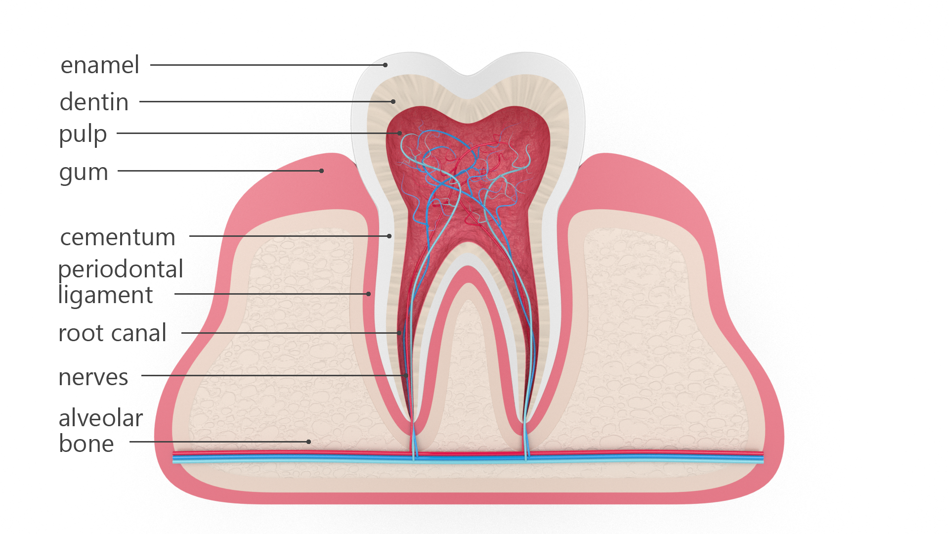 Tooth cross section animation overview